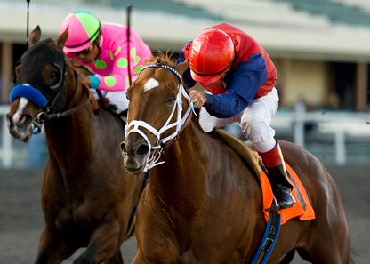 Smiling Tiger - Horse Profile - BloodHorse