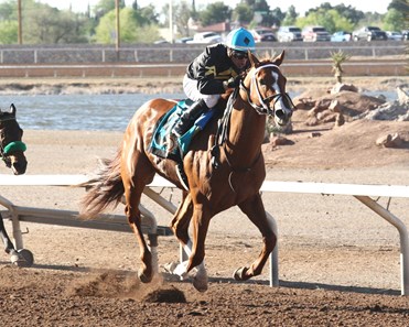 Hence - Horse Profile - BloodHorse