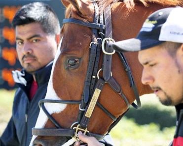Hence - Horse Profile - BloodHorse