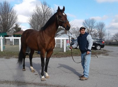 Patch - Horse Profile - BloodHorse
